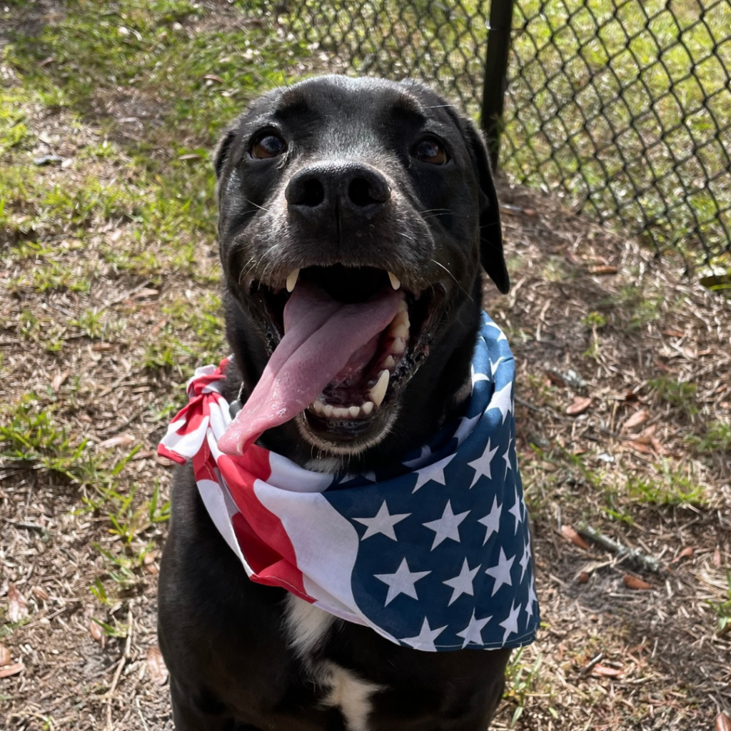 Paws and Stripes Program Receives Support from Community - Jacksonville ...