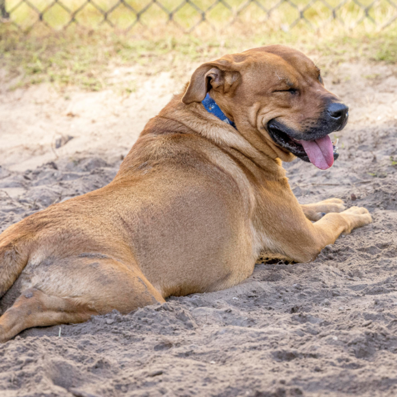 Free Large Dog Adoptions - Jacksonville Humane Society