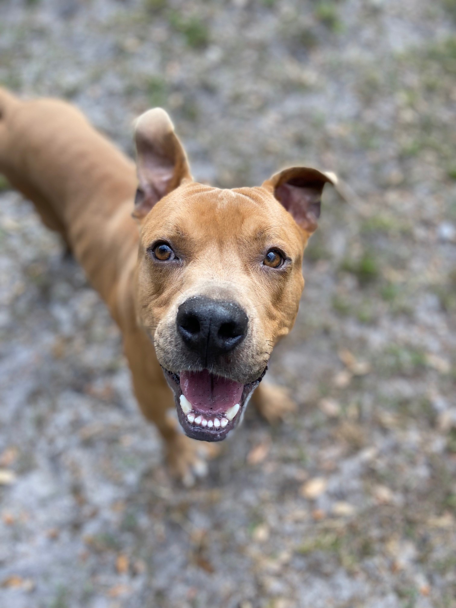 Dog Adoptions Now Free Jacksonville Humane Society Dog Adoptions Now Free Jacksonville Humane Society