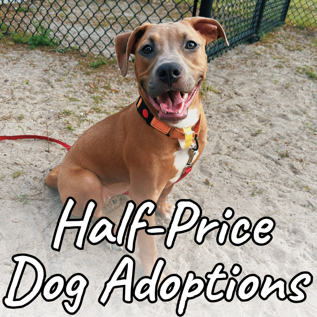 1/2 Off Large Dogs Adoption Event - Jacksonville Humane Society