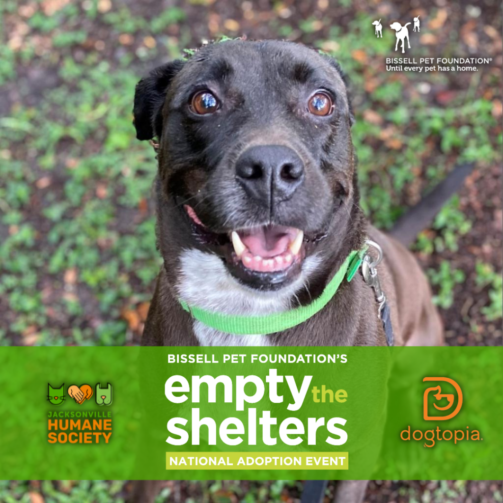 BISSELL Empty the Shelters Spring Adoption Event - Jacksonville Humane ...
