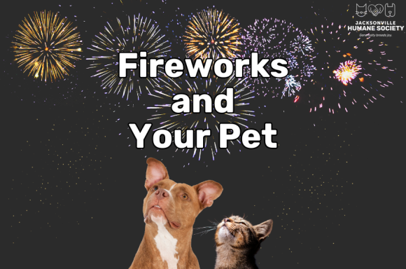 Keep Your Pets Safe and Comfortable During Fireworks - Jacksonville ...