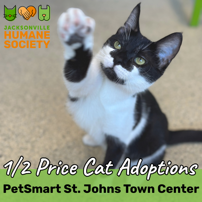 1/2 Price Cat Adoptions - PetSmart St. Johns Town Center - Jacksonville ...