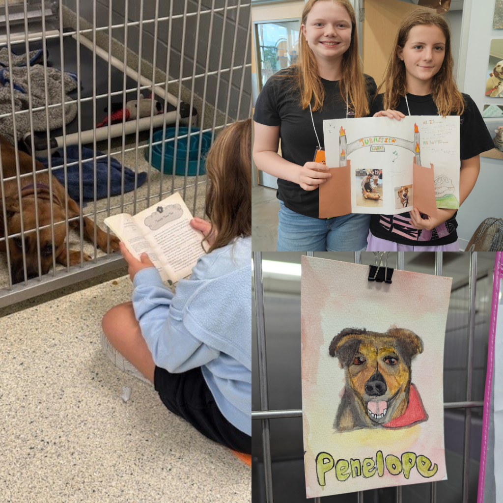 Middle School Service Day - Jacksonville Humane Society